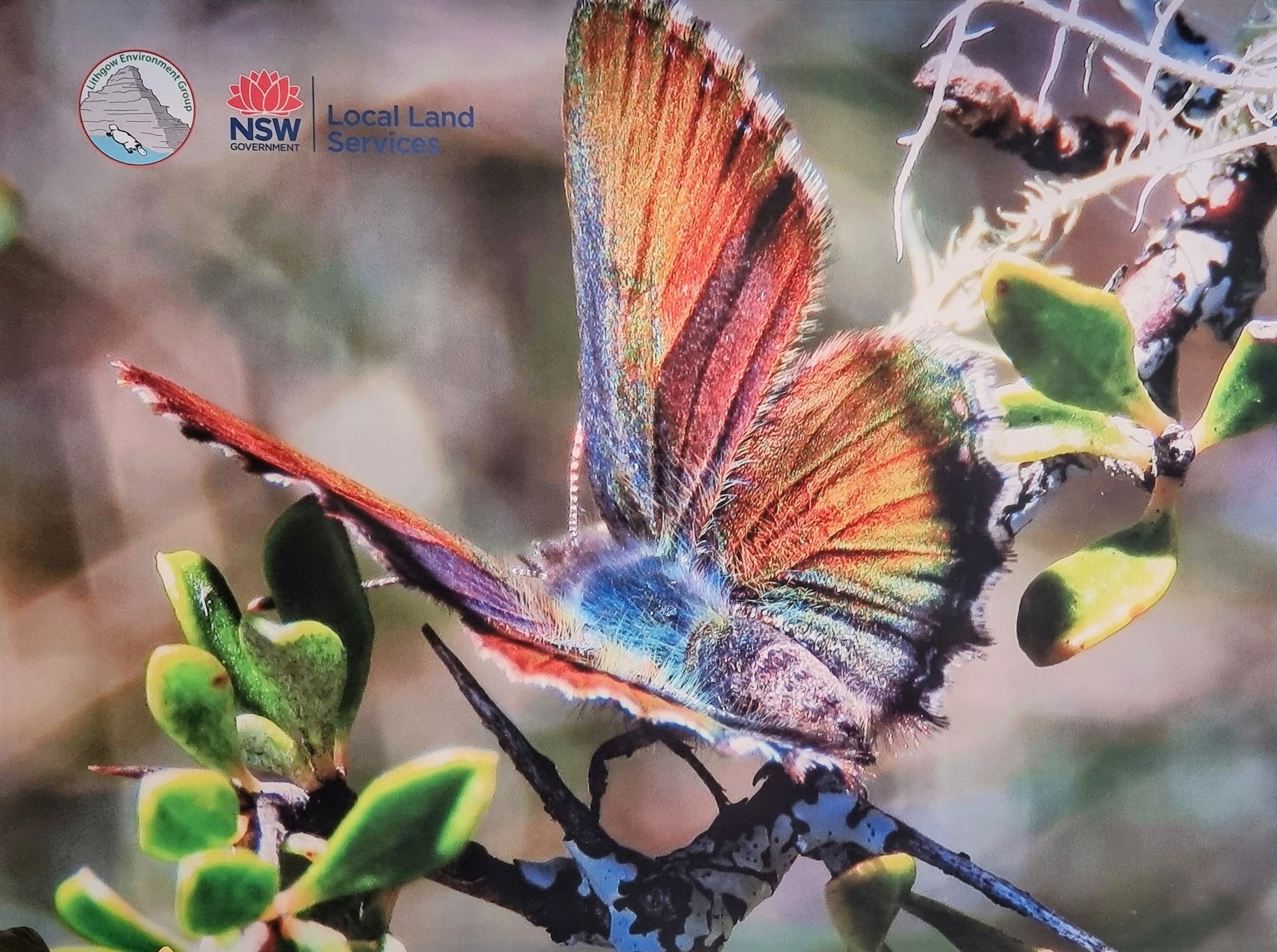 The Butterfly Effect – Seven Valleys Tourism