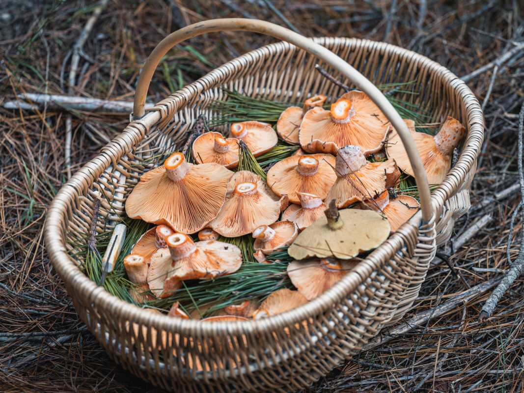 Mushroom Foraging Workshop for beginners – Seven Valleys Tourism