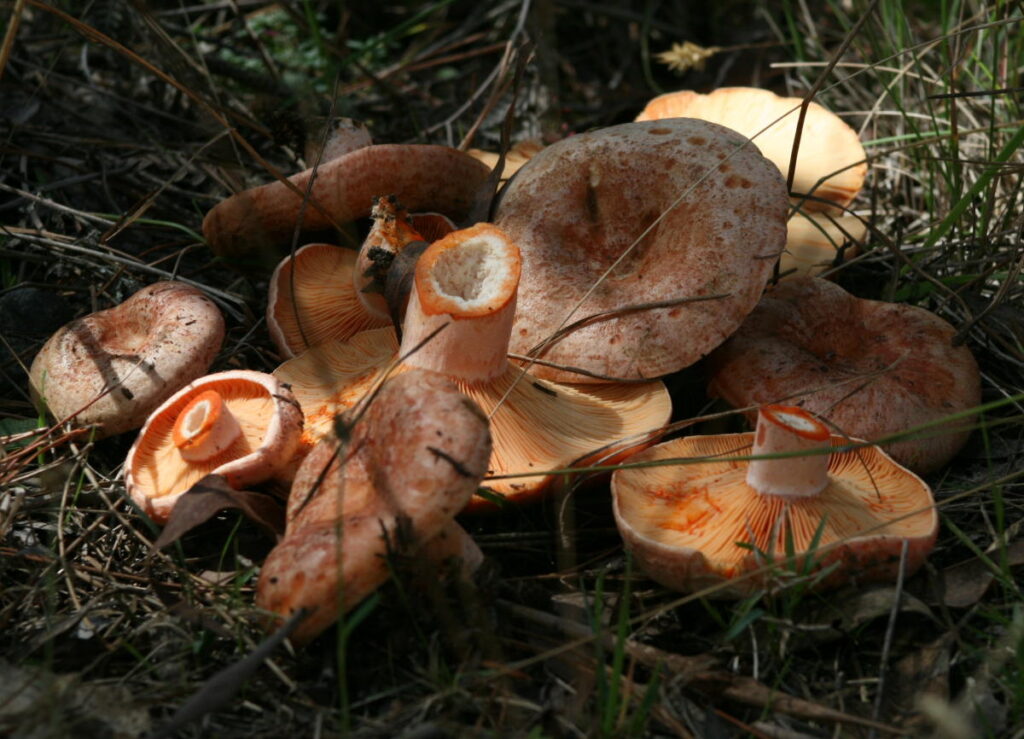 Wild Mushroom Hunt – Seven Valleys Tourism